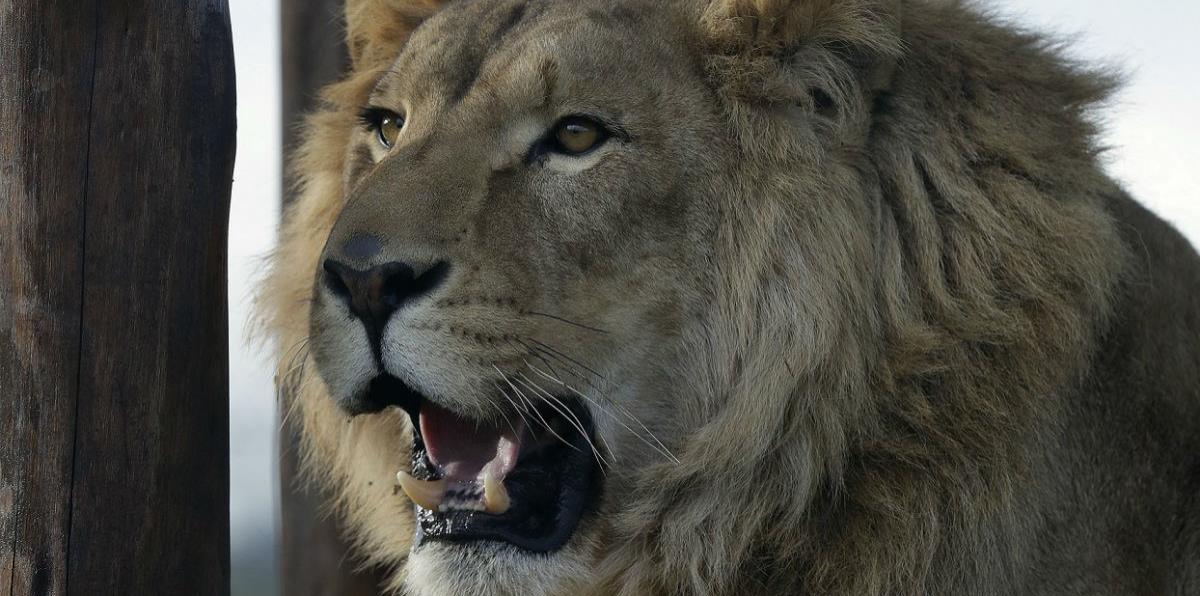 Descubren león prehistórico que hábito la tierra hace 22 millones de ...