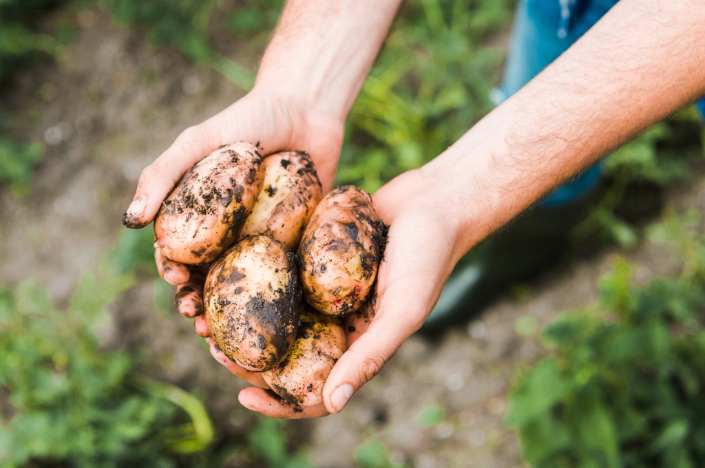¡A comer papa! Intibucá celebra una vez más el tradicional Festival de ...