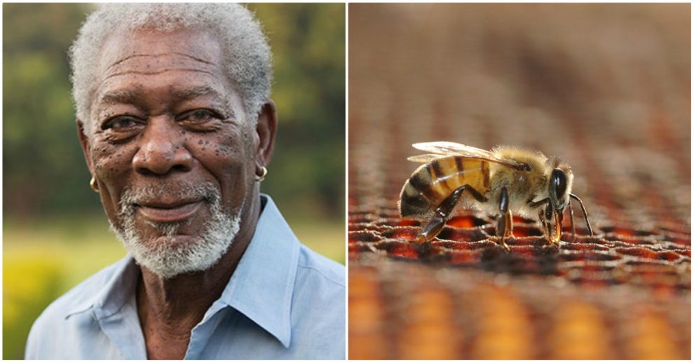 Morgan Freeman convierte su rancho en santuario para salvar a las ...