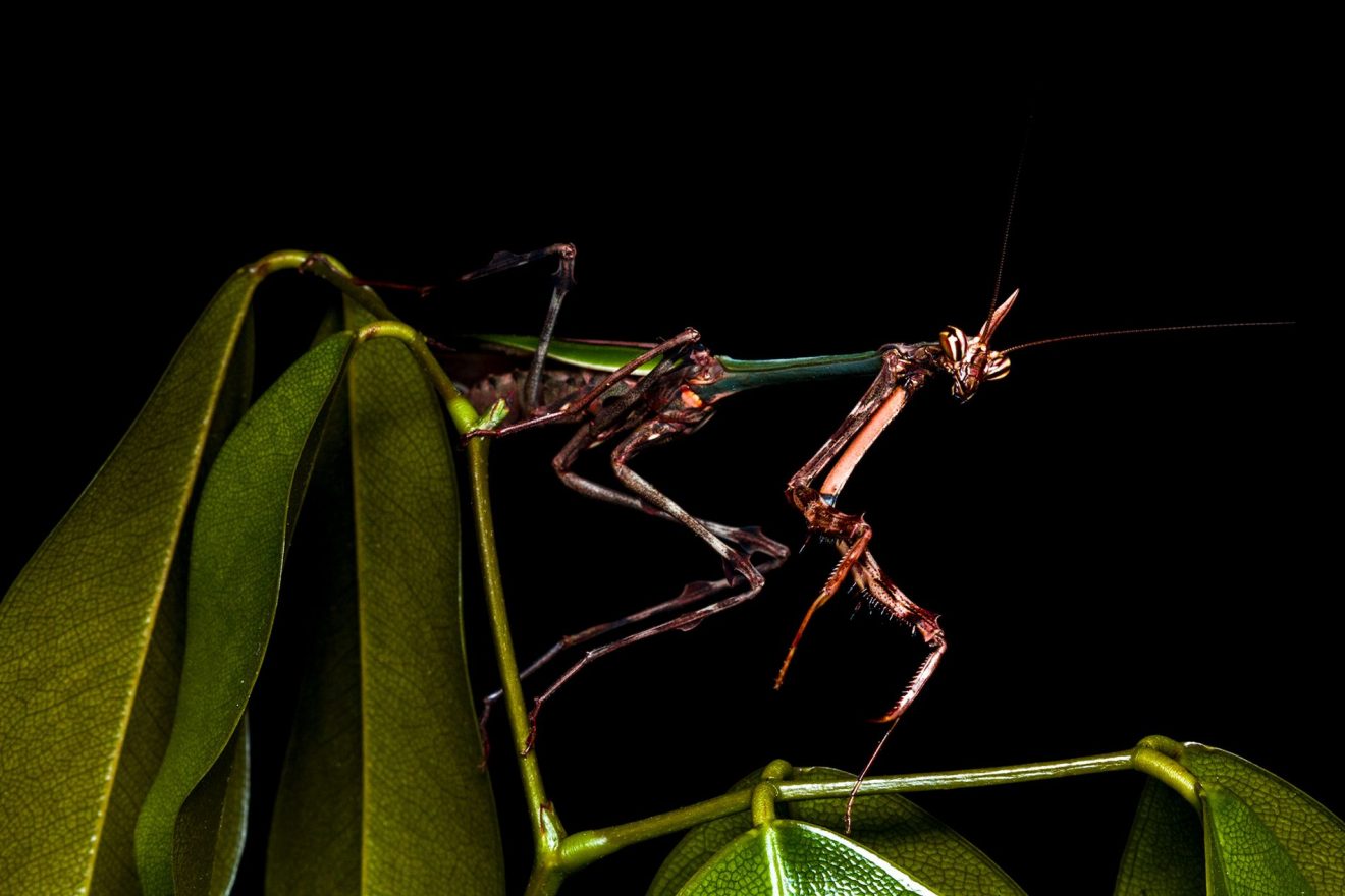Descubren nueva especie de mantis religiosa en Brasil - RadioHouse