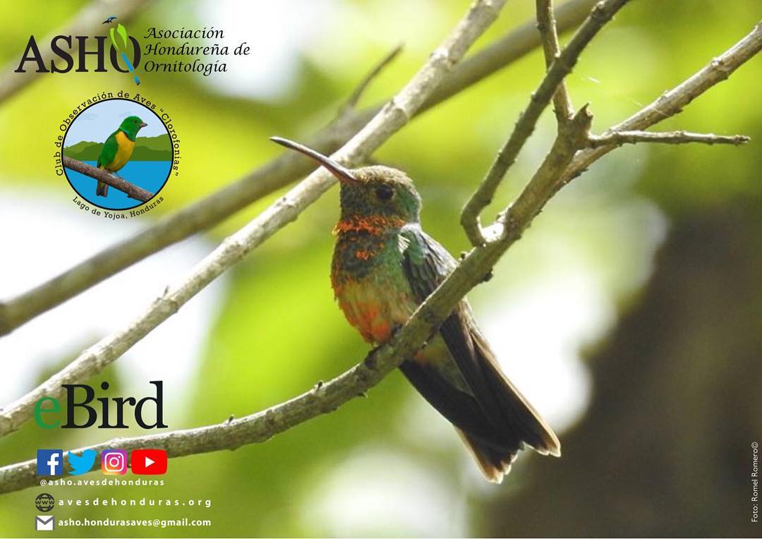 colibri (2) - RadioHouse