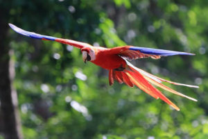 ¿Lo sabías? 9 curiosidades sobre la Guacamaya Roja, Ave Nacional de ...
