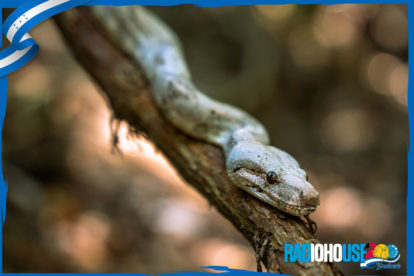 La Boa Rosada: Una especie endémica de nuestro país - RadioHouse