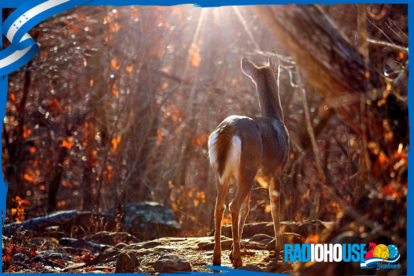 El venado cola blanca, el espléndido mamífero que forma parte de los ...