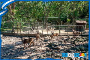 El venado cola blanca, el espléndido mamífero que forma parte de los ...