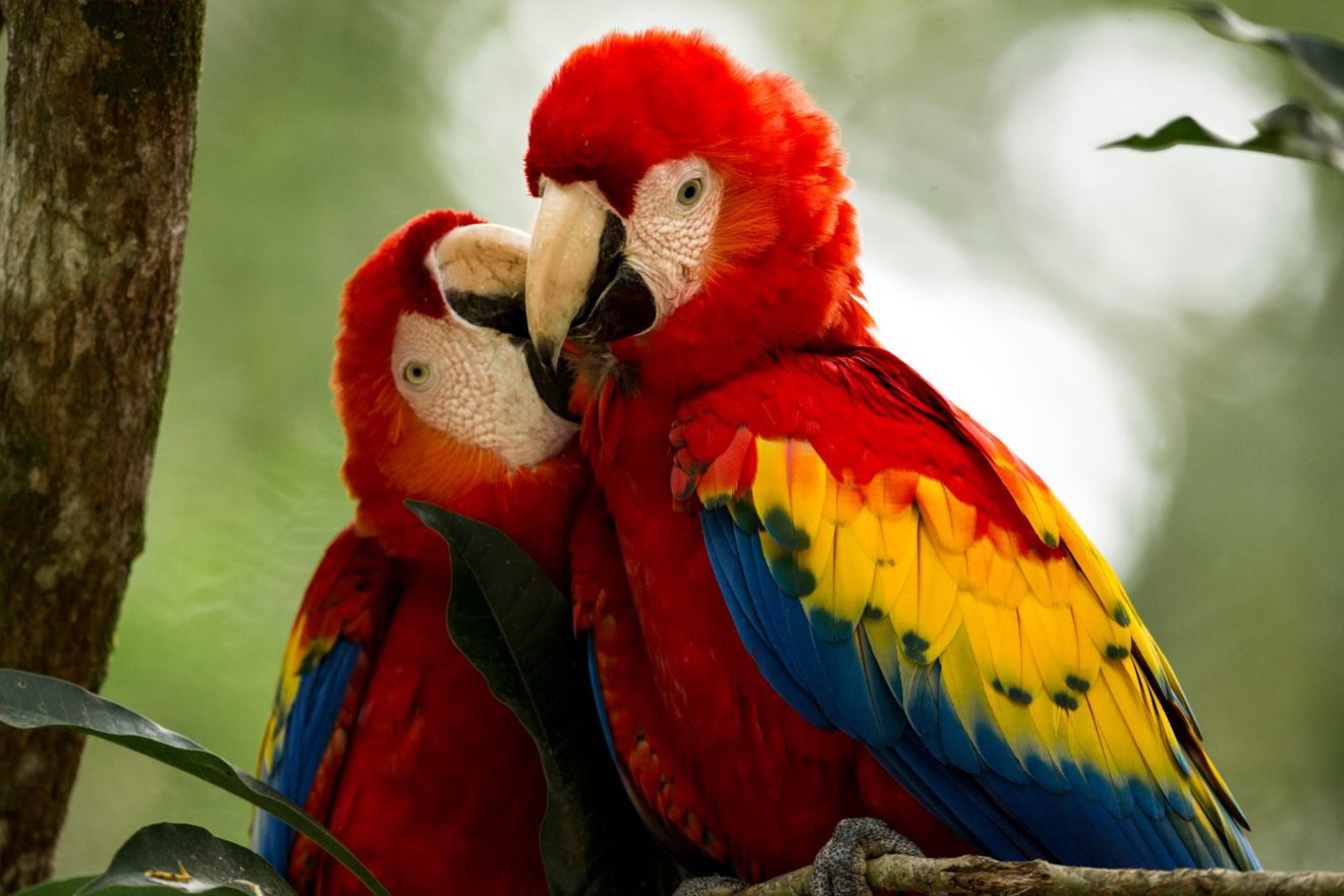 ¿Qué es el Guacamaya Fest y dónde se lleva a cabo? - RadioHouse