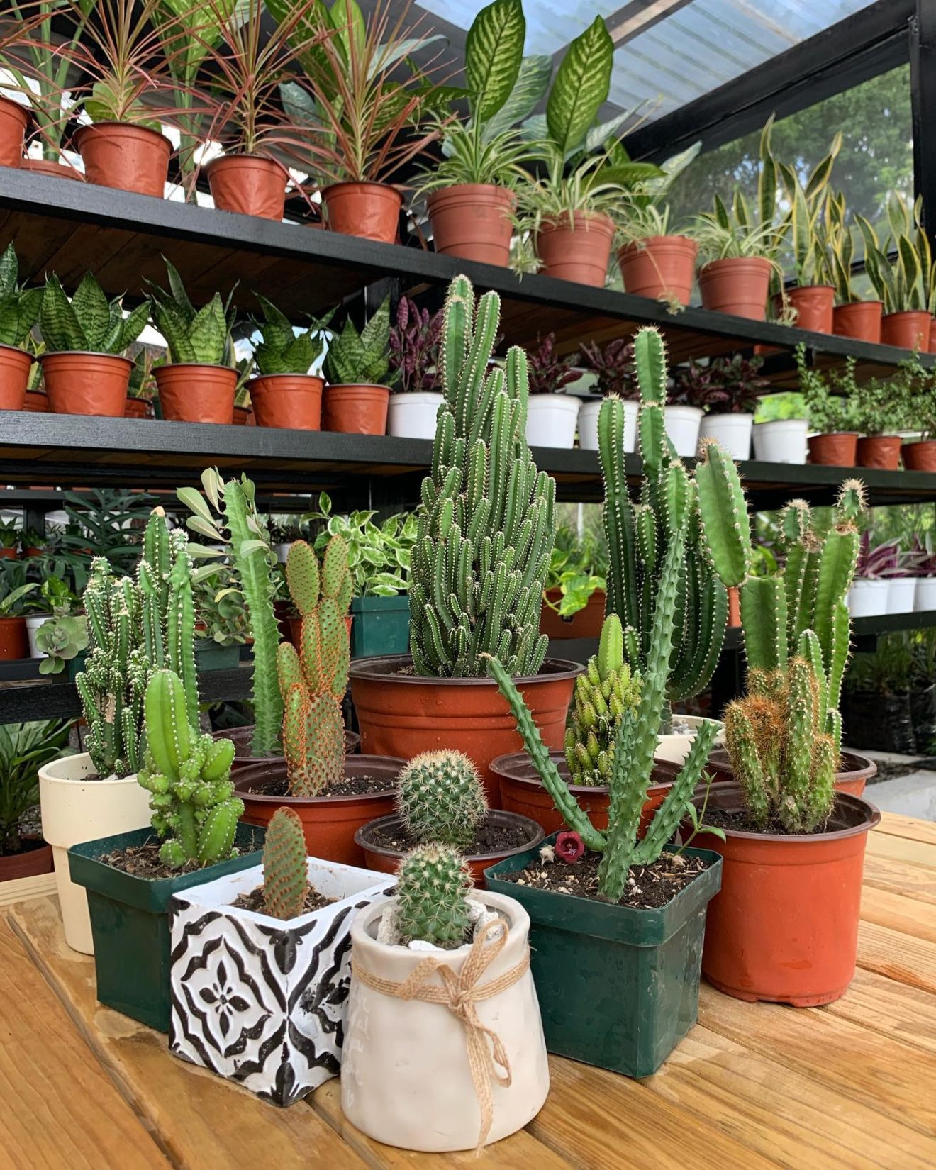 Caoba's Vivero Café: Un nuevo espacio que está conquistando a los ...