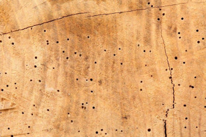 ¿Qué es la carcoma y por qué se enfoca en dañarnos el mobiliario hecho ...