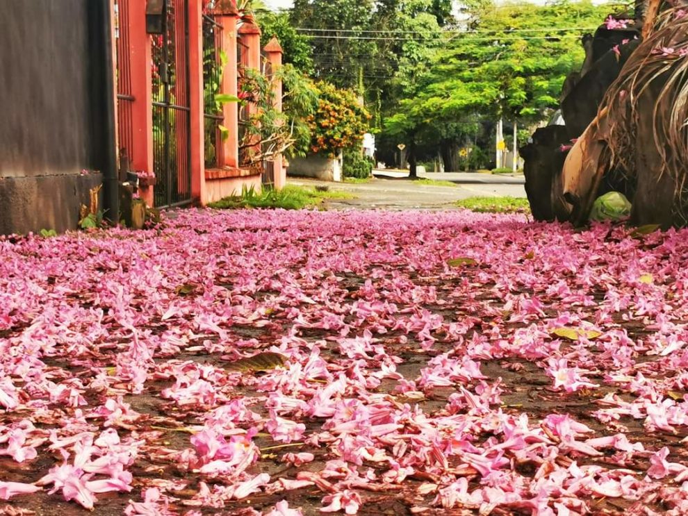 San Pedro Sula se adorna con los colores del macuelizo - RadioHouse