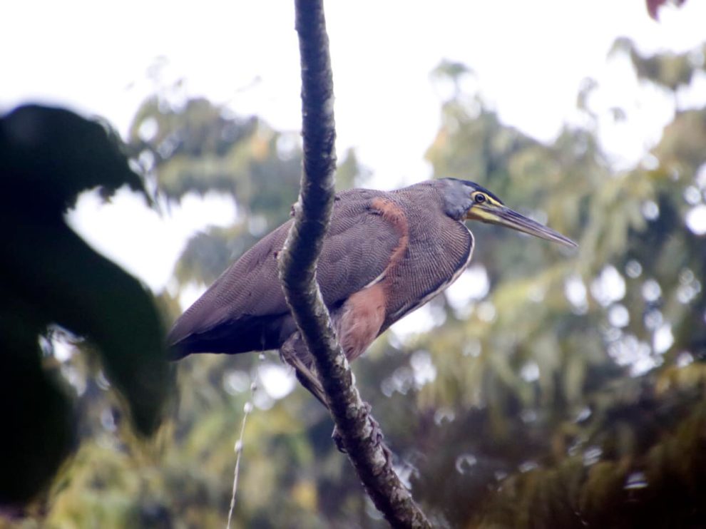 El grupo de Aves Honduras – ASHO les invita a participar en el concurso ...