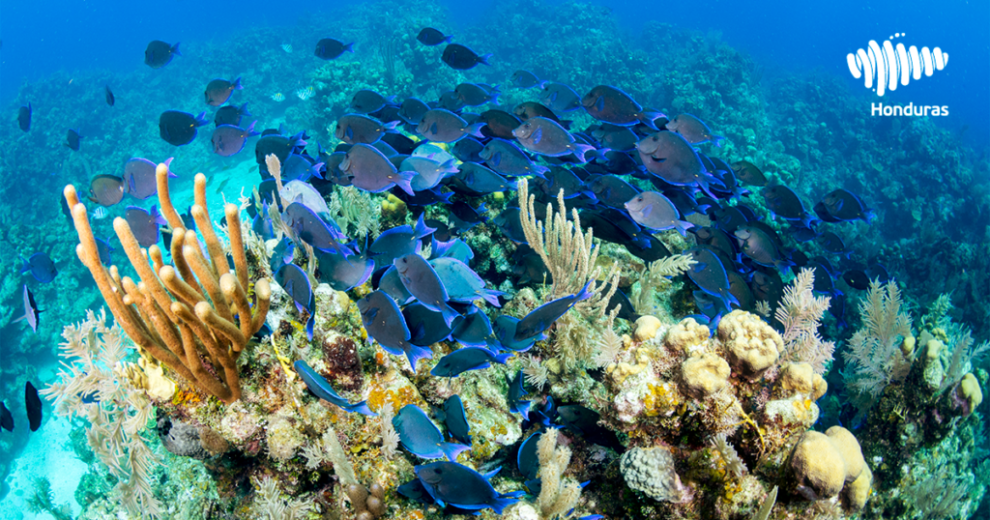 Arrecifes de coral en Honduras: Un pulmón del planeta en aguas ...