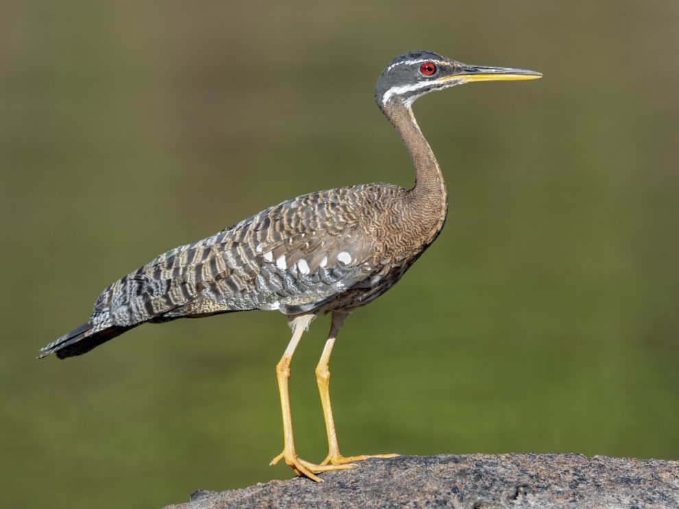 ¡Hermosas! Estas son algunas de las aves que embellecen los cielos de ...