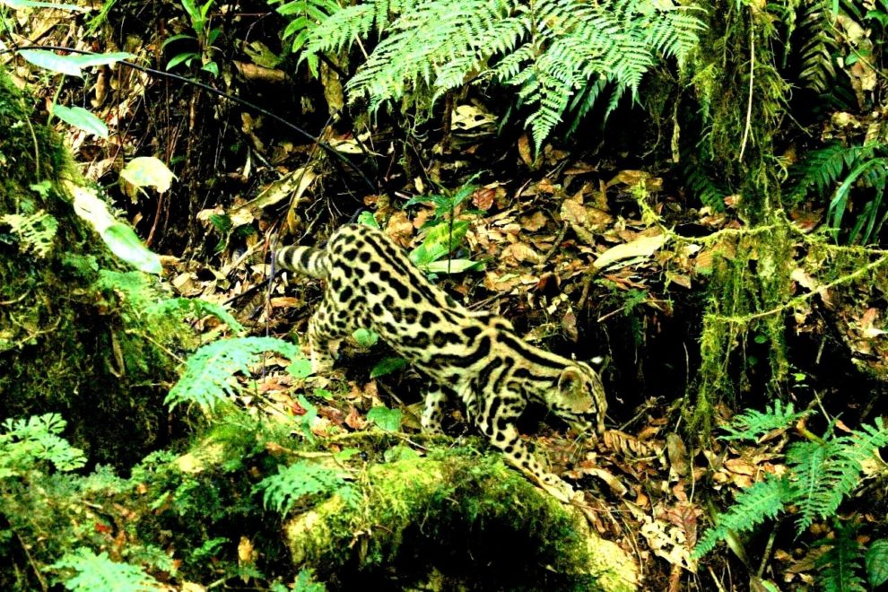 ¿Sin planes para el fin de semana? El Parque Nacional La Tigra te ...