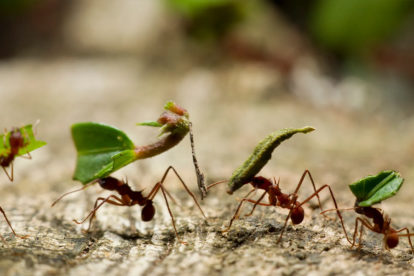 ¿Tienen pulmones? Estas curiosidades son las que debes conocer acerca ...