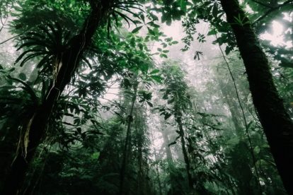 Día Internacional de los Bosques | ¿Te sabés los tipos de bosques que ...