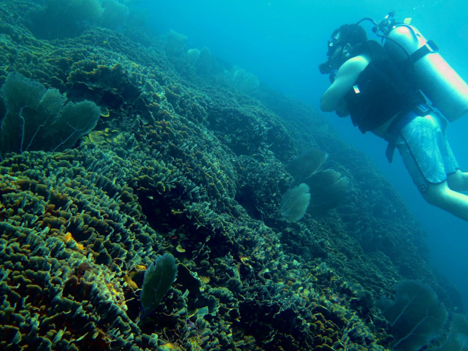 Reconocida oceanógrafa internacional visitó Honduras para conocer la ...