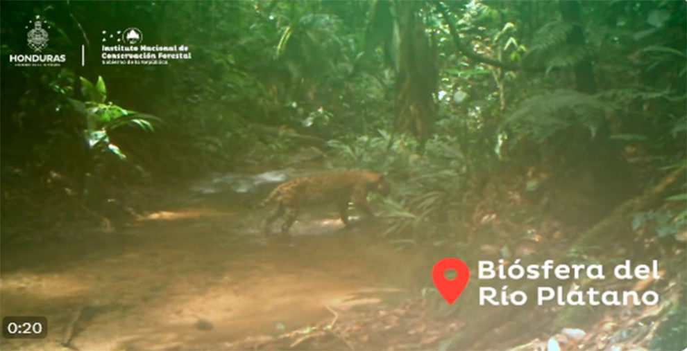 Cámaras trampa captan a jaguares que viven en la Biósfera del Río ...