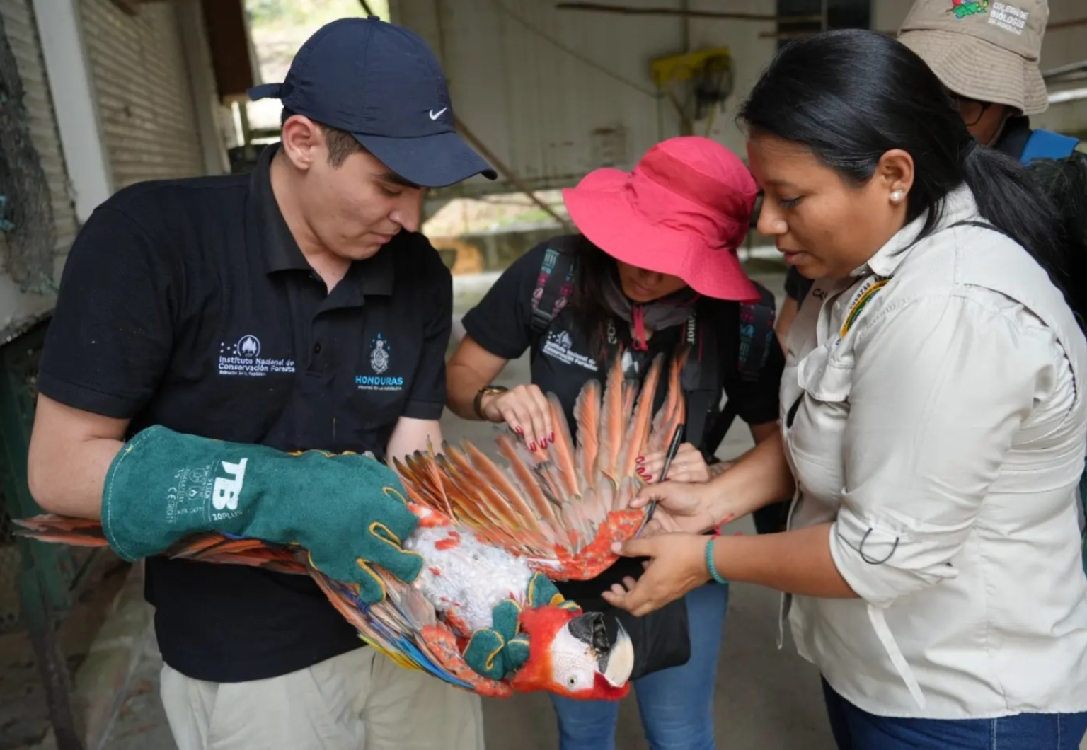 Recuperan de forma notable 185 animales del zoológico Joya Grande ...